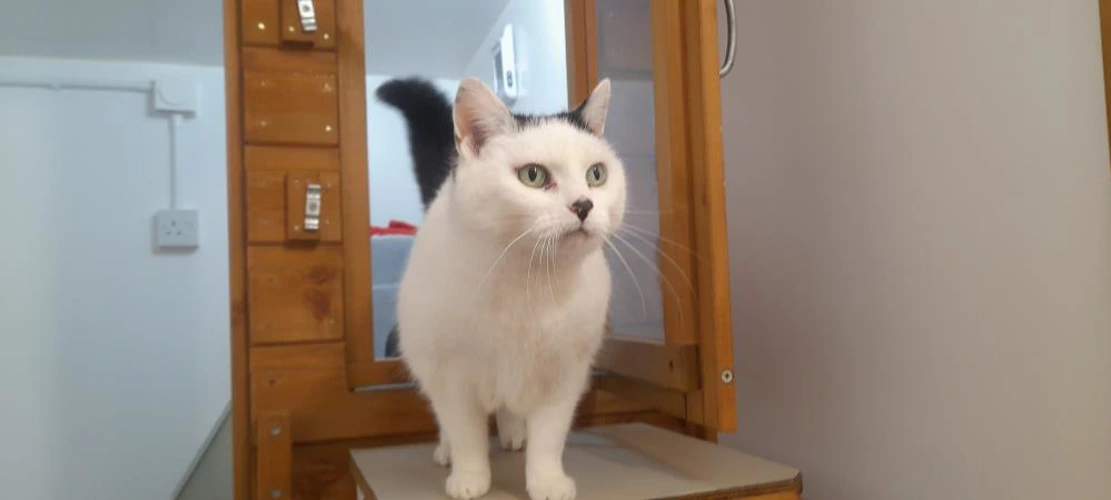 Cats Protection Arbroath & Central Angus Branch