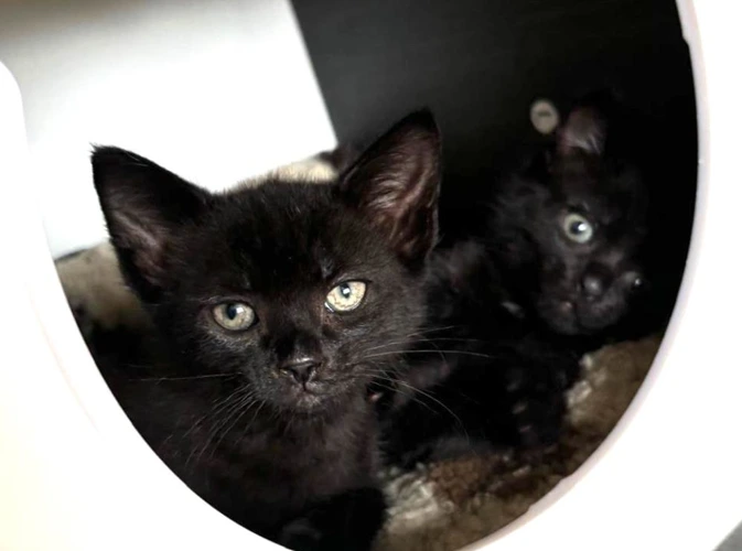 Cats Protection Epping Forest Branch
