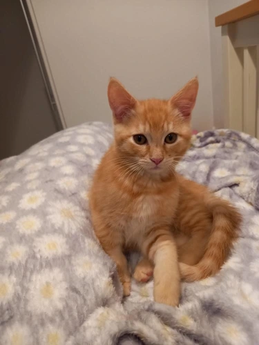 Cats Protection Glasgow Branch