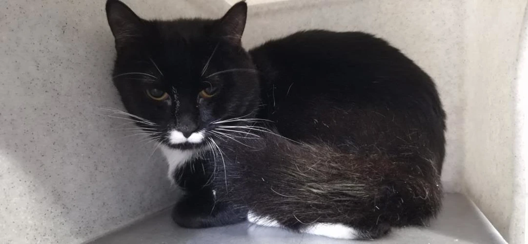 Cats Protection Rochdale Branch