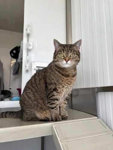 Cats Protection Cornwall Cat Centre