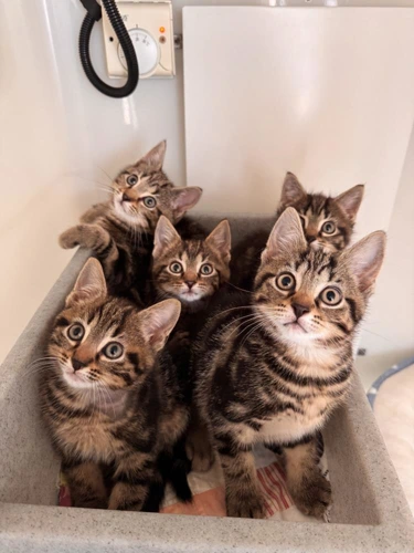 Cats Protection Cornwall Cat Centre