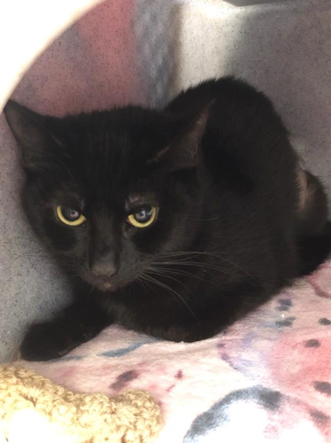 Cats Protection Tyneside Cat Centre
