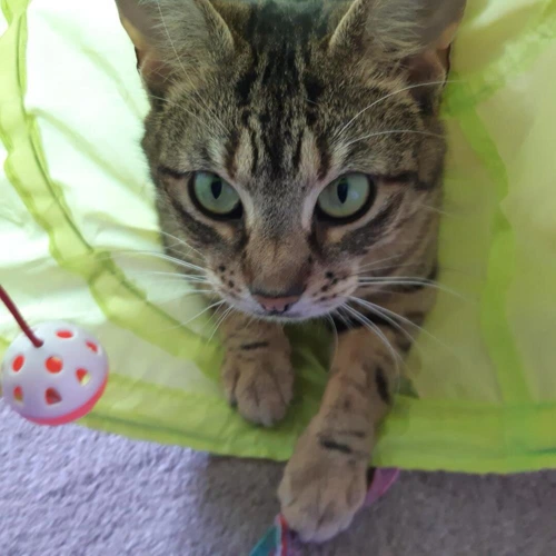 Cats Protection South Wirral Branch