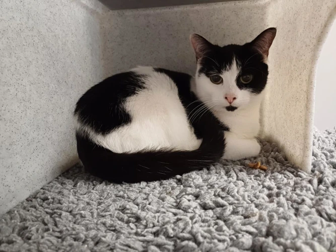 Cats Protection Warrington Cat Centre