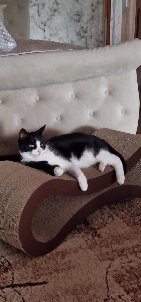 Find a cat near you | Adopt a cat | Cats Protection