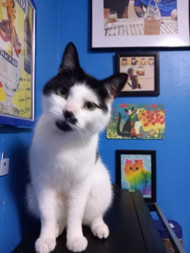 Cats Protection Glasgow Branch