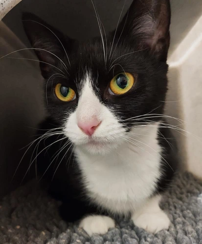 Cats Protection Croydon Branch