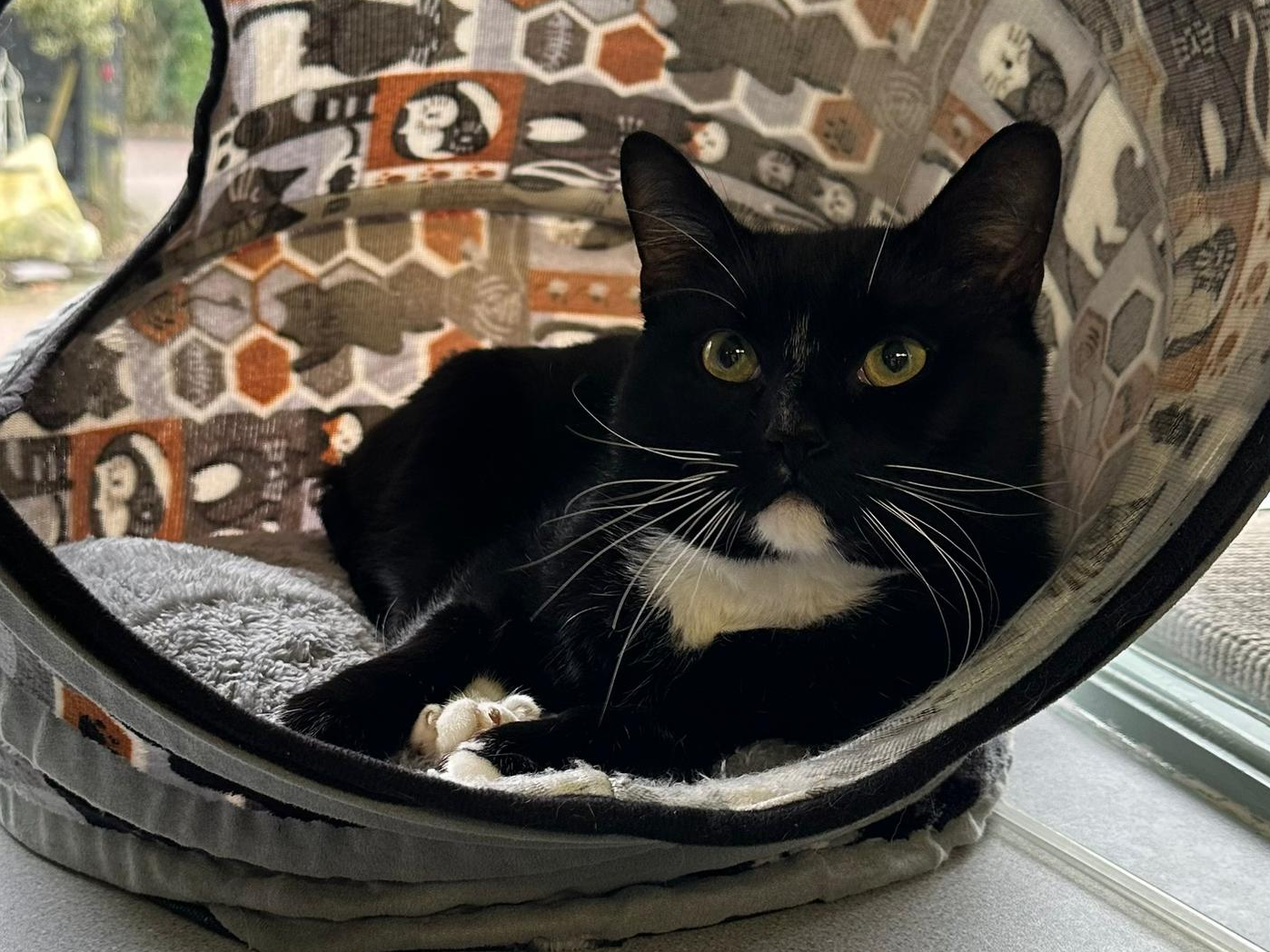 Find a cat near you | Adopt a cat | Cats Protection