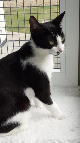Cats Protection North Walsham & District Branch