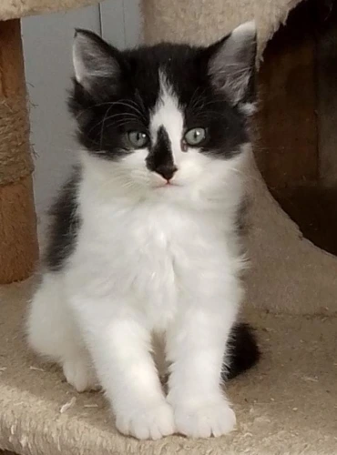 Cats Protection Walsall Borough Branch