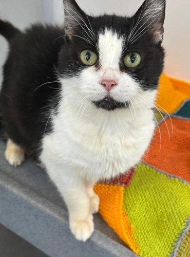 Cats Protection Walsall Borough Branch