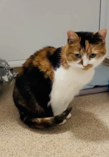 Cats Protection Halifax, Huddersfield & Wakefield Branch