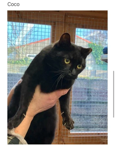 Cats Protection Arbroath & Central Angus Branch