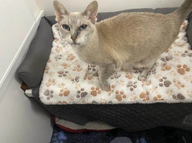 Cats Protection Worthing & District Branch