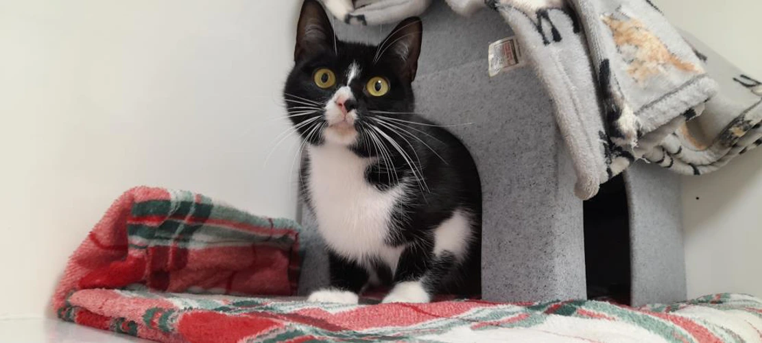 Cats Protection Arbroath & Central Angus Branch