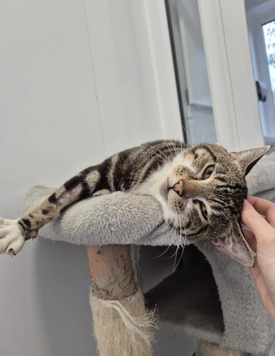 Cats Protection North Wales Cat Centre