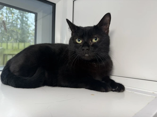 Cats Protection Halifax, Huddersfield & Wakefield Branch