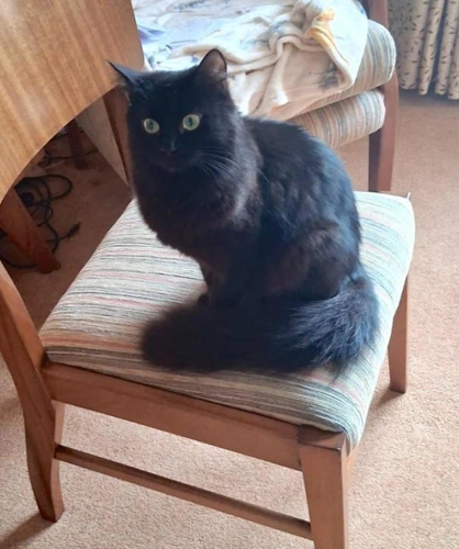 Cats Protection Glasgow Branch