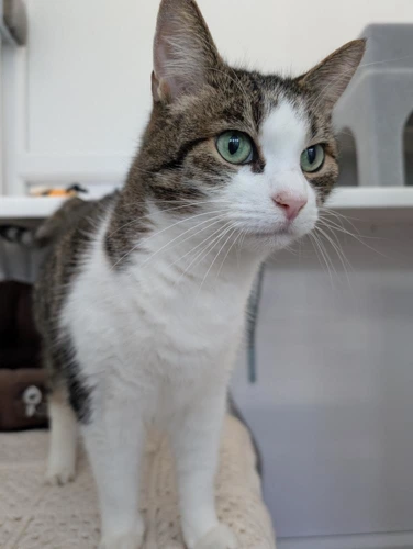 Cats Protection Leeds Cat Centre