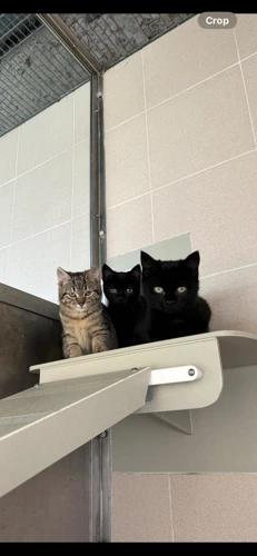 Cats Protection Scotland Cat Centre