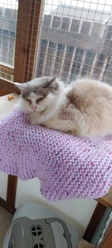 Cats Protection Glasgow Branch
