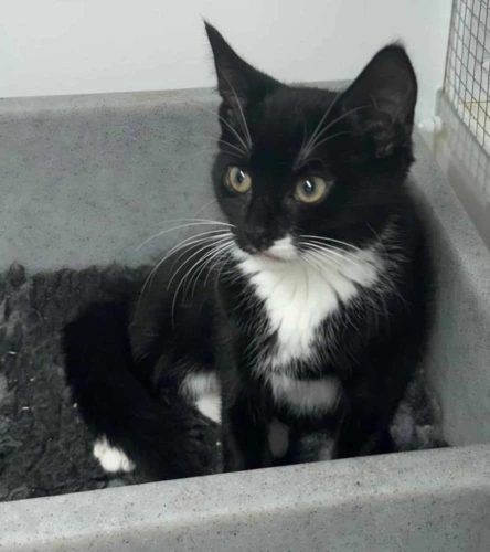 Cats Protection Walsall Borough Branch