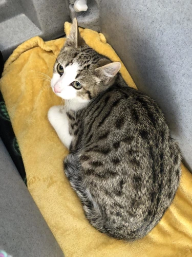 Cats Protection Tyneside Cat Centre