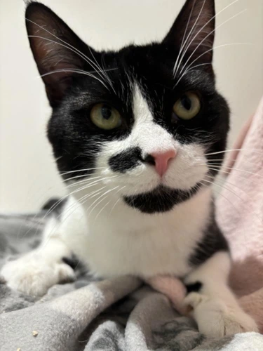 Cats Protection Scotland Cat Centre