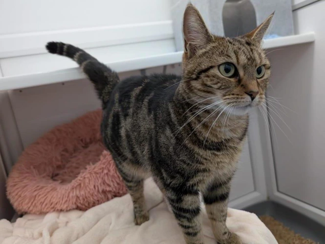 Cats Protection Leeds Cat Centre