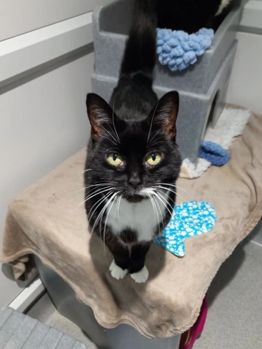 Cats Protection Leeds Cat Centre