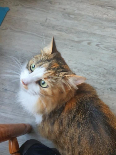 Cats Protection South Wirral Branch