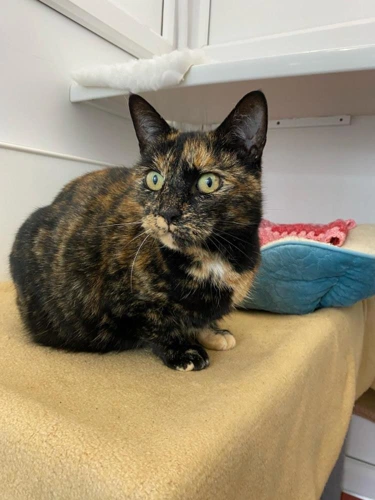 Cats Protection Hull & District Branch