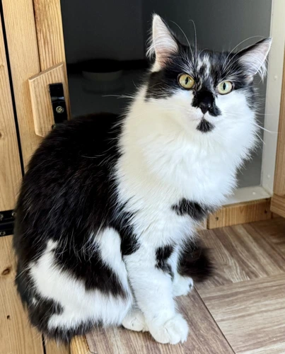 Cats Protection Brighton & Hove Branch