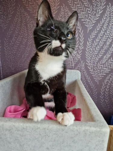 Cats Protection Walsall Borough Branch