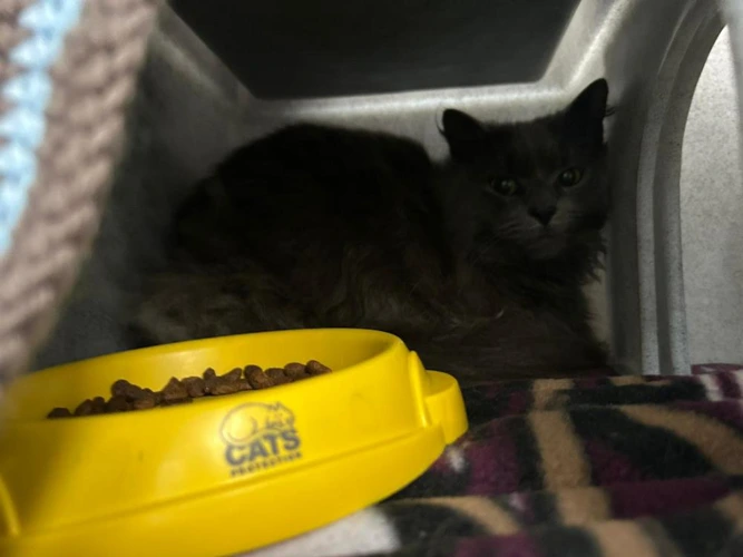 Cats Protection Tyneside Cat Centre