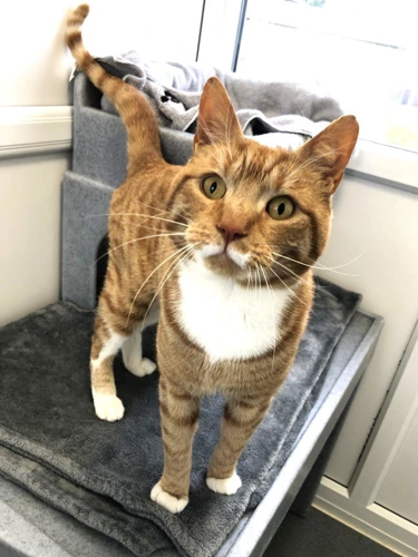 Cats Protection Tyneside Cat Centre
