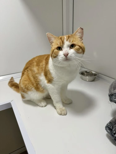 Cats Protection Halifax, Huddersfield & Wakefield Branch