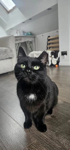 Cats Protection Leeds Cat Centre