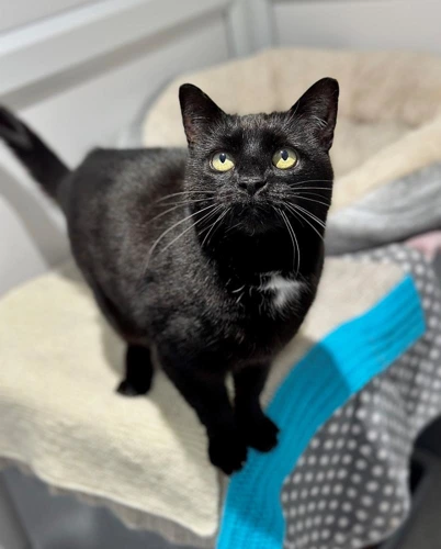 Cats Protection Leeds Cat Centre