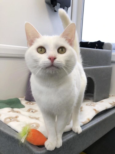 Cats Protection Tyneside Cat Centre