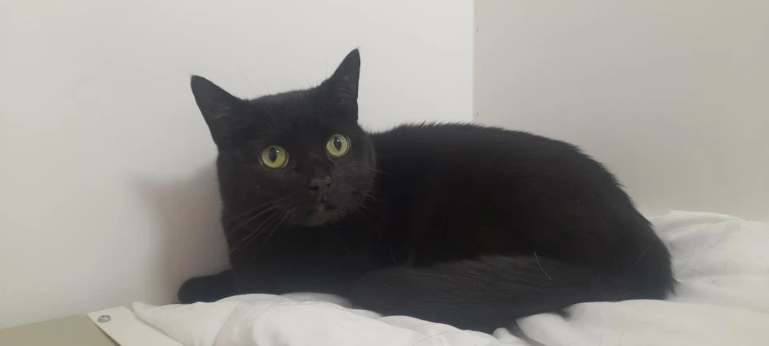 Cats Protection Arbroath & Central Angus Branch