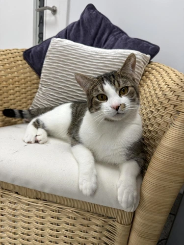 Cats Protection Glasgow Branch