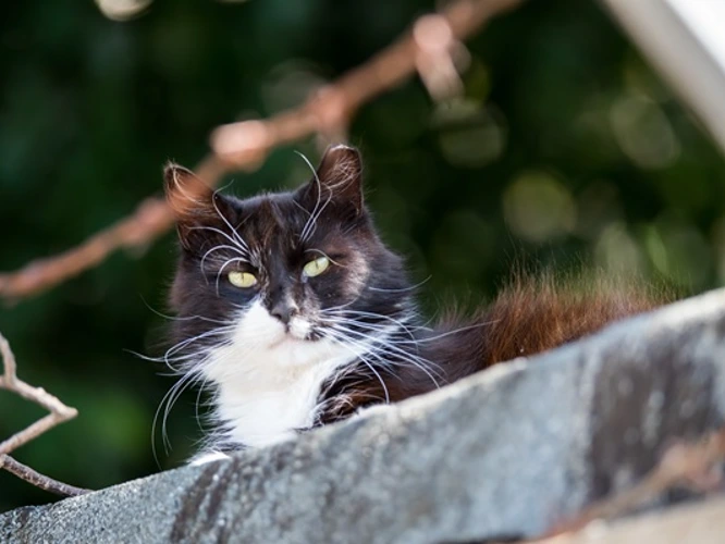 Cats Protection Taunton & Minehead Branch
