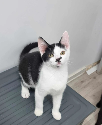 Cats Protection Walsall Borough Branch