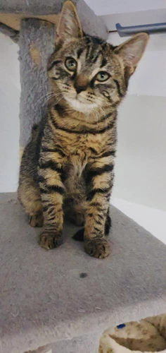 Cats Protection Halifax, Huddersfield & Wakefield Branch