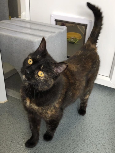 Cats Protection Tyneside Cat Centre