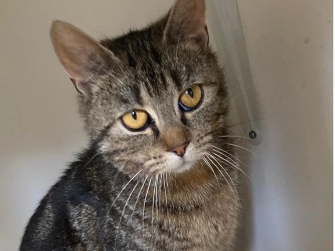 Cats Protection Stroud Branch