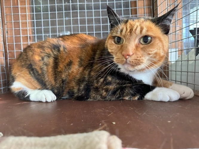 Cats Protection Stroud Branch