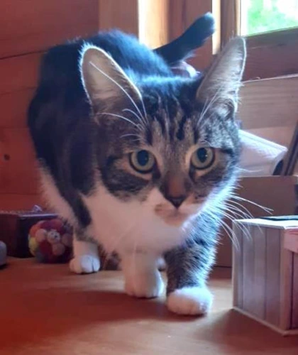 Cats Protection Epping Forest Branch